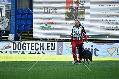 Der Gebrauchshund: Bild: Charlie Bobo z Ditcina dvora