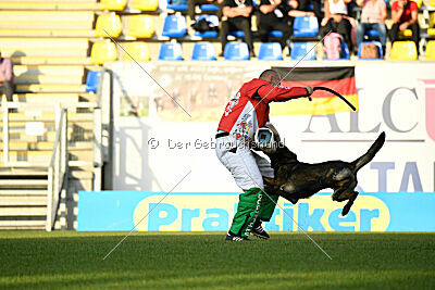 Der Gebrauchshund: Bild: Charlie Bobo z Ditcina dvora