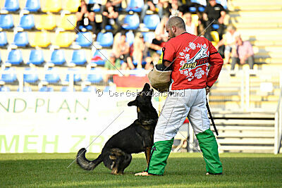 Der Gebrauchshund: Bild: Charlie Bobo z Ditcina dvora