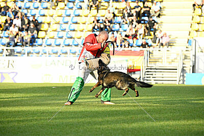 Der Gebrauchshund: Bild: Charlie Bobo z Ditcina dvora