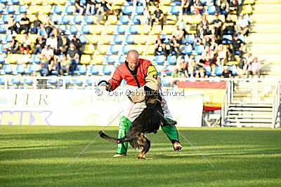 Der Gebrauchshund: Bild: Charlie Bobo z Ditcina dvora